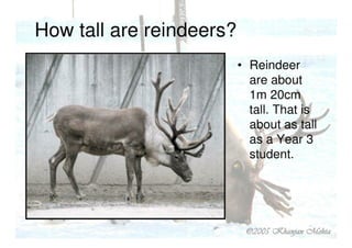 Reindeer | PDF