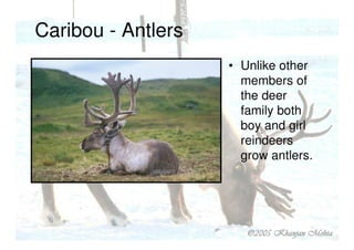 Reindeer | PDF
