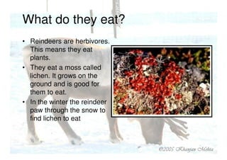 Reindeer | PDF
