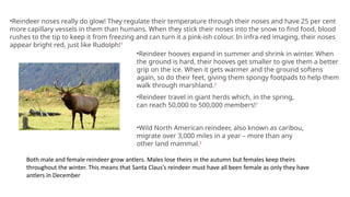 All about reindeer, where they live, fun facts | PPTX