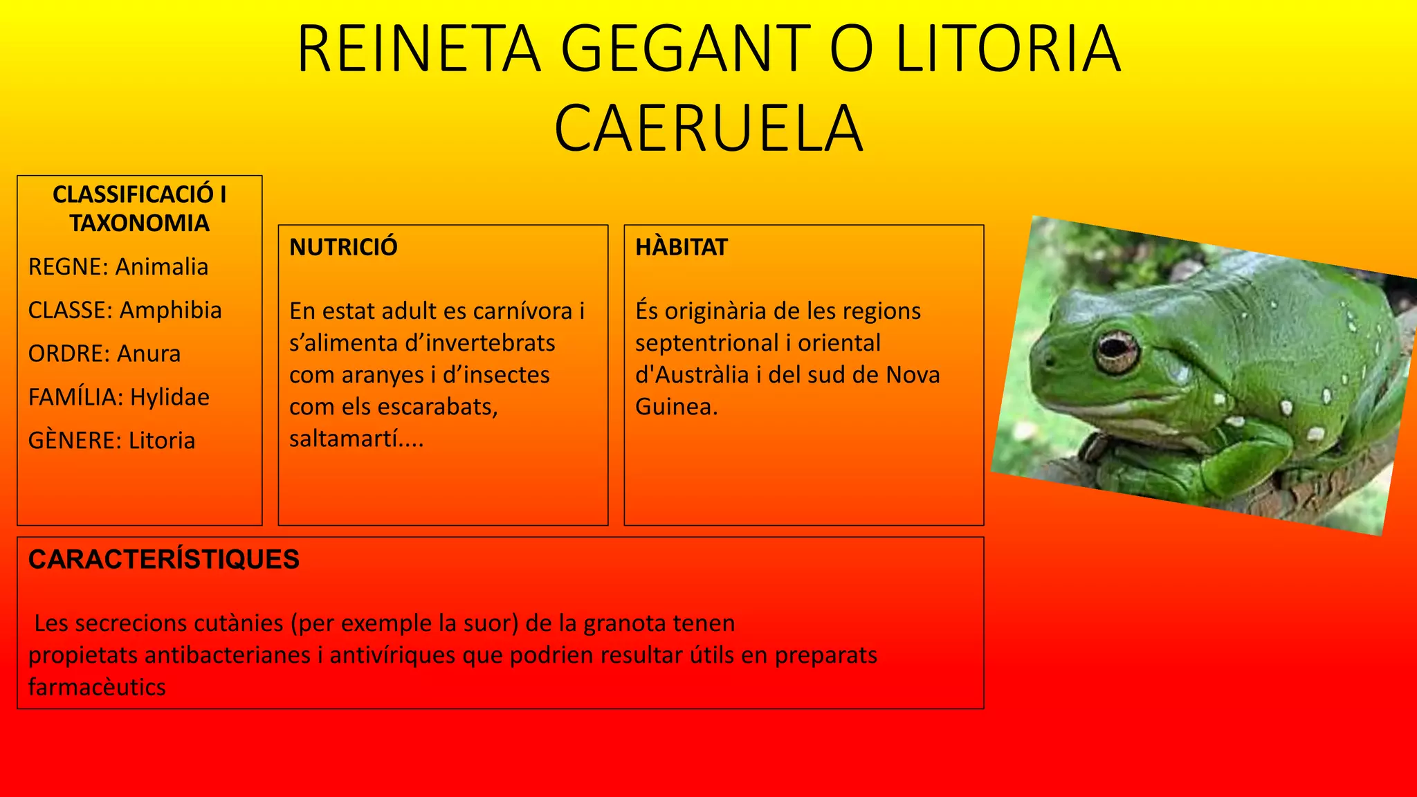Reineta gegant | PPT