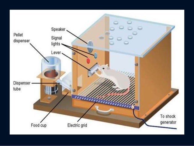 Reinforcement (Behavioral Learning)