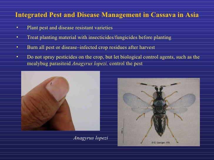Session 4.1 Technologies and Issues in small-holder Cassava cultivati…