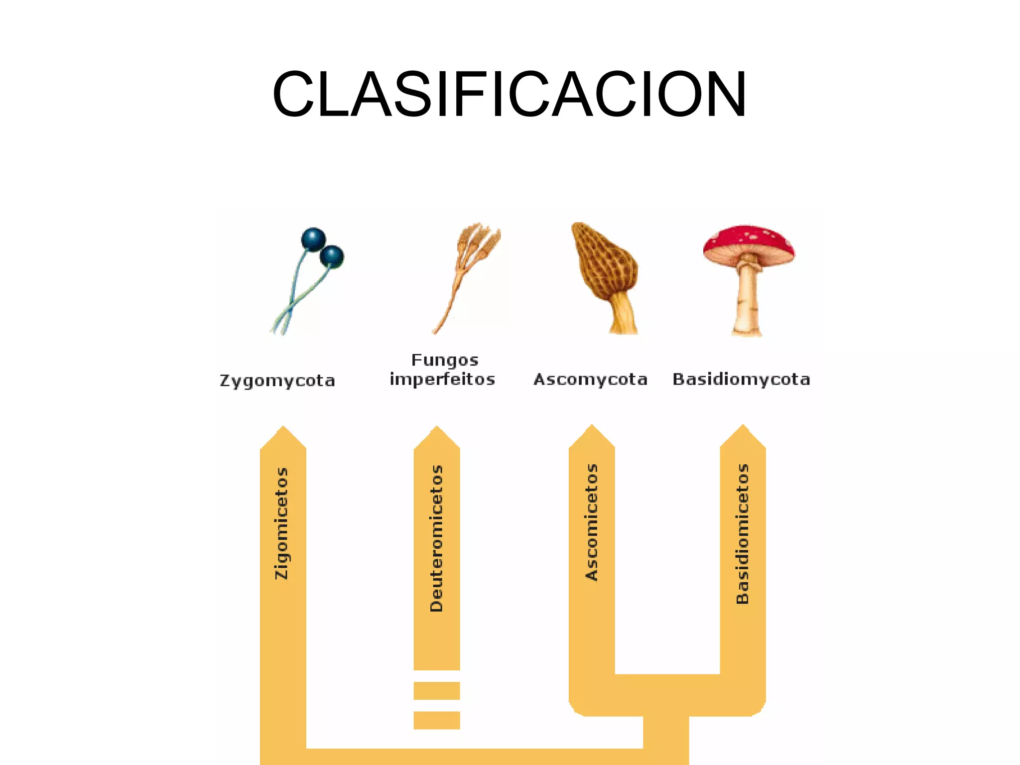 Reino Hongos | PPT