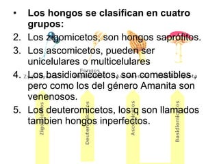 Reino Hongos | PPT