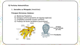 Reino-protista protozoarios e algas cia | PDF