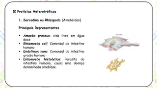 Reino-protista protozoarios e algas cia | PDF