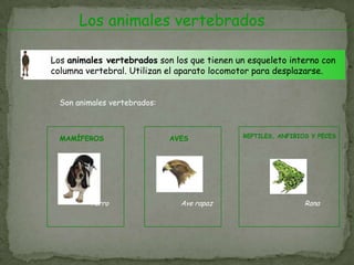 Reino Animal. | PPTX