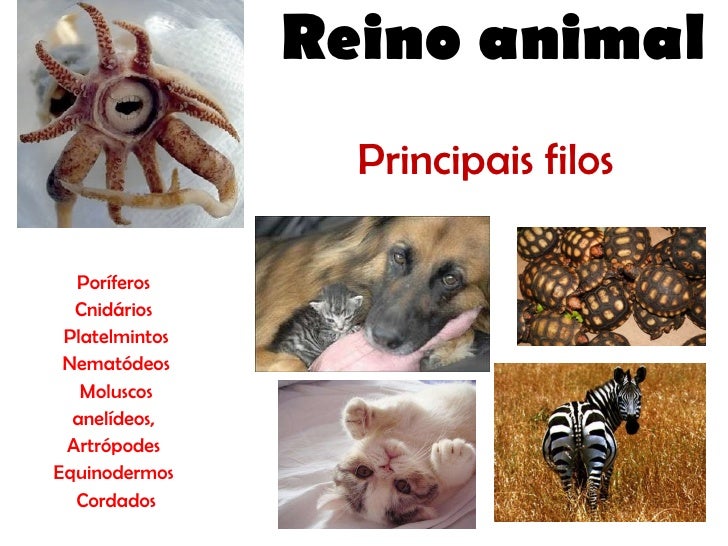 Reino animal