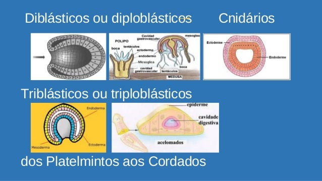 Classificações dos animais