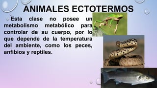 REINO ANIMAL Lic. Javier Cucaita | PPT