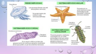 REINO ANIMAL Lic. Javier Cucaita | PPT