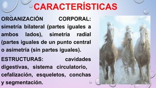 REINO ANIMAL Lic. Javier Cucaita | PPT