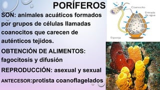 REINO ANIMAL Lic. Javier Cucaita | PPT