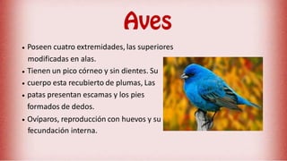 Reino animal | PDF