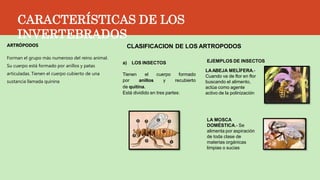 REINO ANIMAL- CARACTERÍSTICAS- CLASIFICACIÓN | PPTX