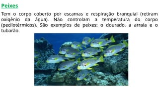REINO ANIMAL, classes, vertebrados e invertebrados | PPTX