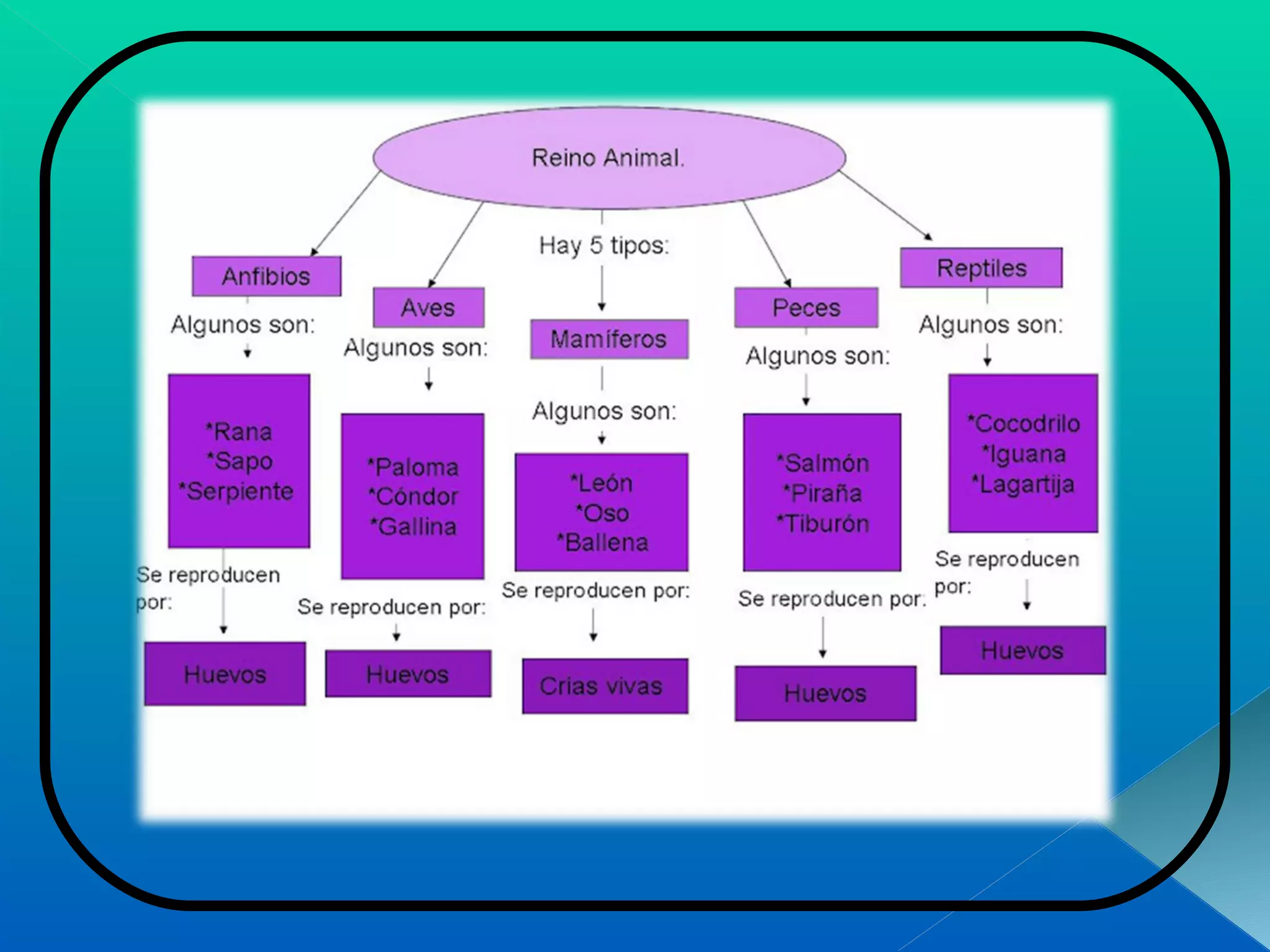 Reino animal... presentacion | PPT | Biological Sciences | Science