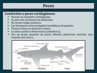 Reino Animal - Vertebrados | PDF