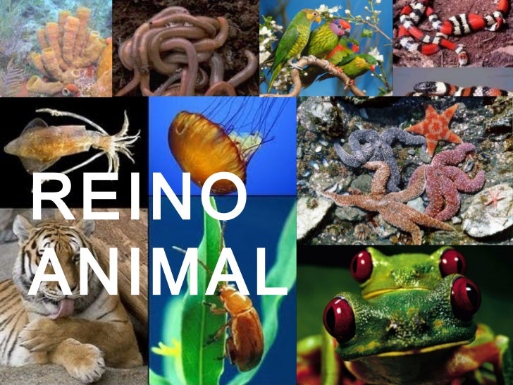 Reino Animal