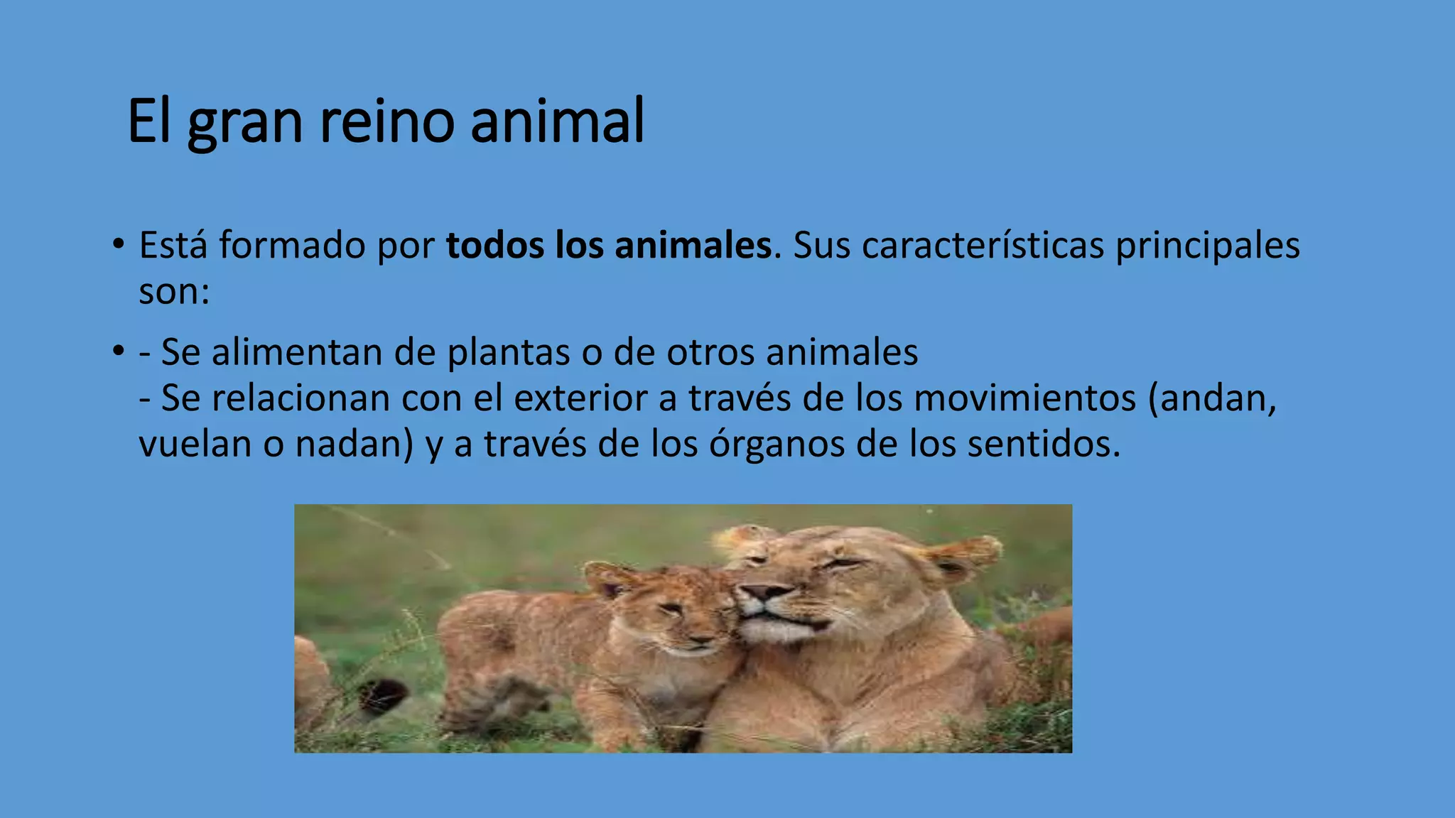 Reino animal clasificación | PPTX