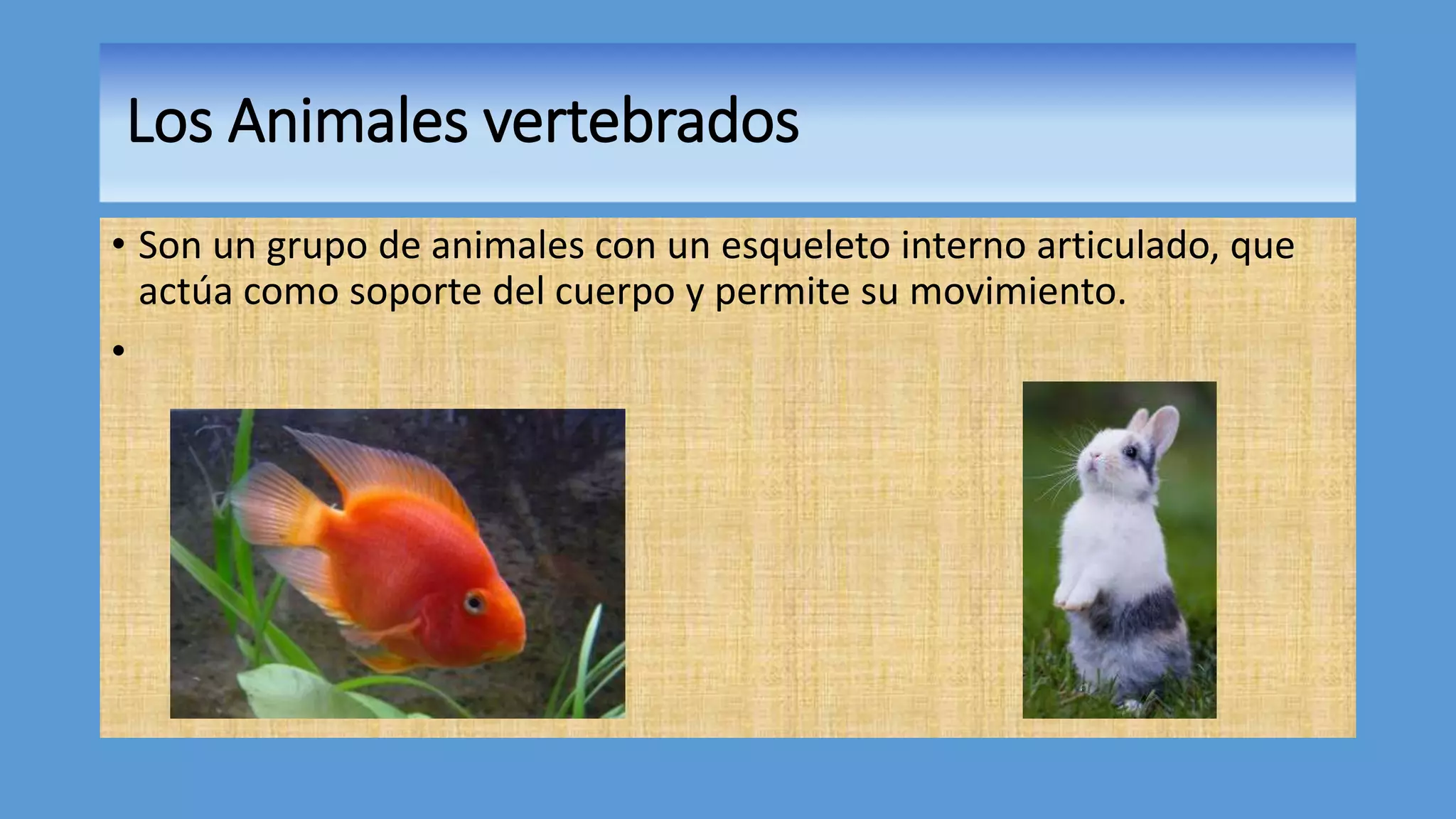 Reino animal clasificación | PPTX