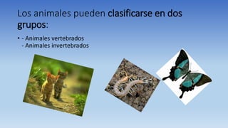 Reino animal clasificación | PPTX
