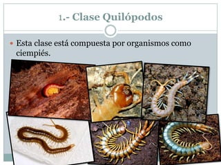 Reino animalia | PPTX