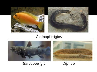 Reino animalia | PDF