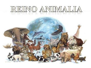 Reino Animalia | PPTX