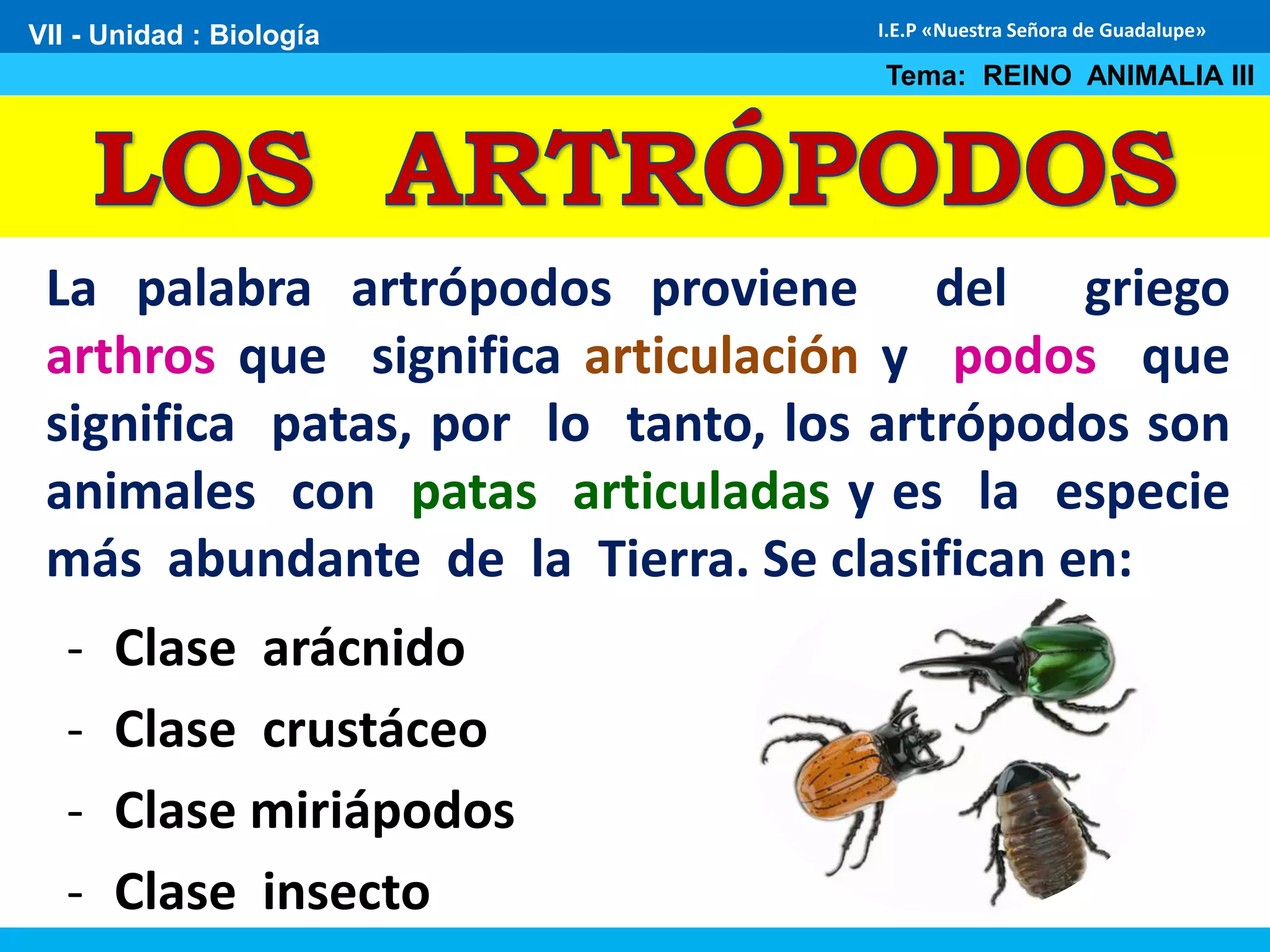 Reino animalia artrópodos | PPT