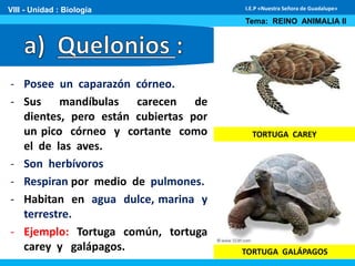 Reino animalia reptiles | PPTX