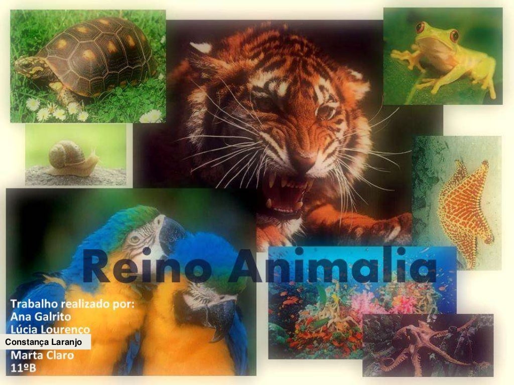 Animalia