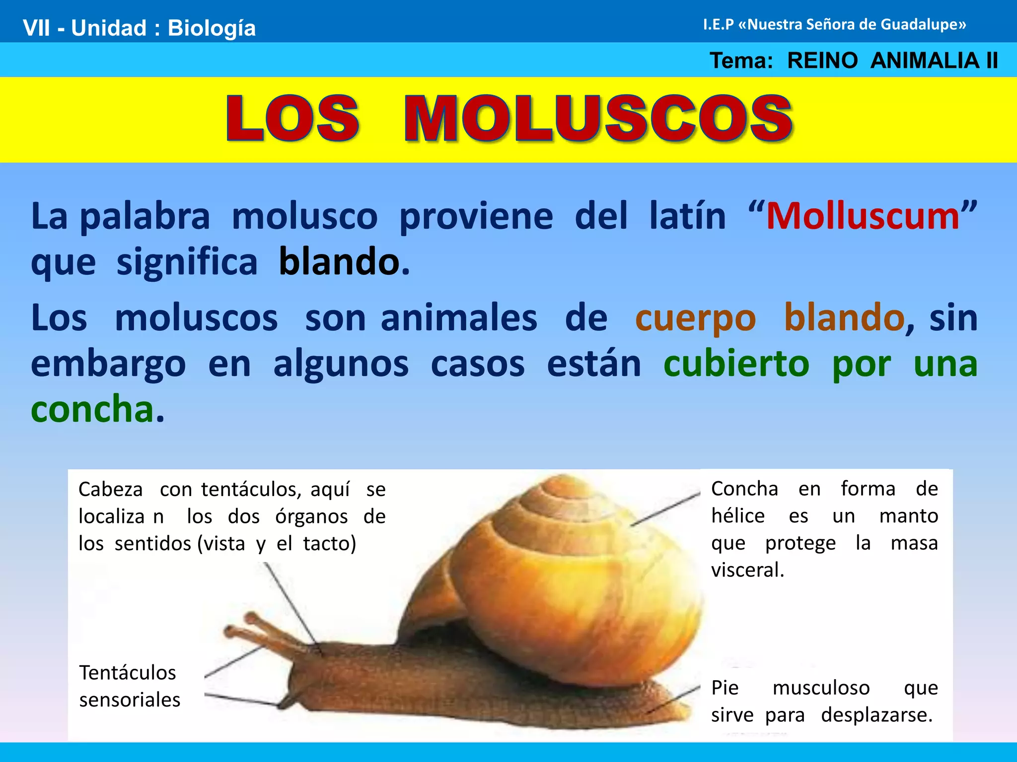Reino animalia ii moluscos | PPTX | Reptiles | Pets
