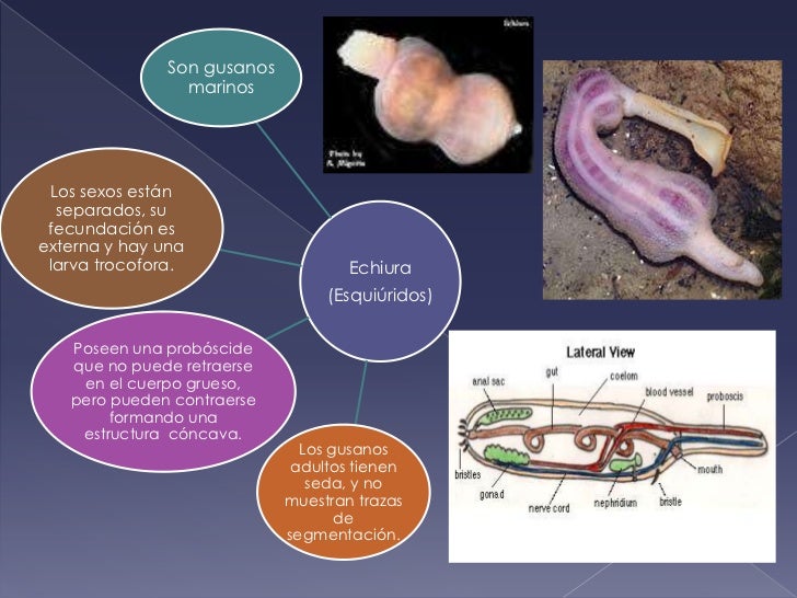 Reino animalia (protostomos)
