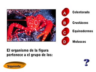 Reino animal invertevrados | PPT