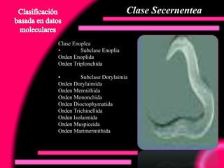 Reino animal nematodos | PPTX