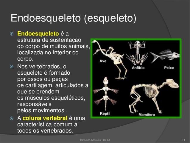 Reino animal vertebrados prof Ivanise Meyer