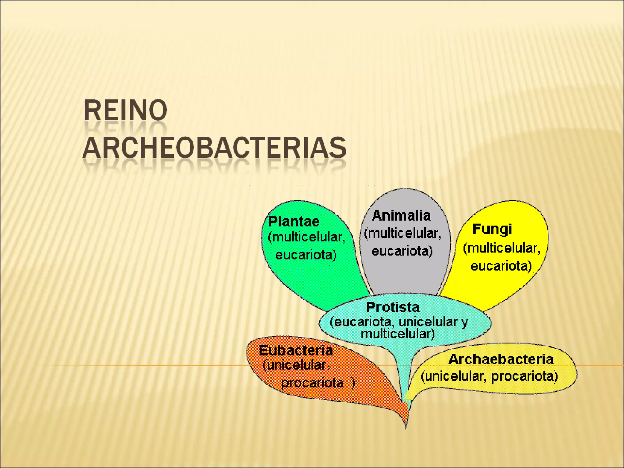 Reino archeobacteria | PPT