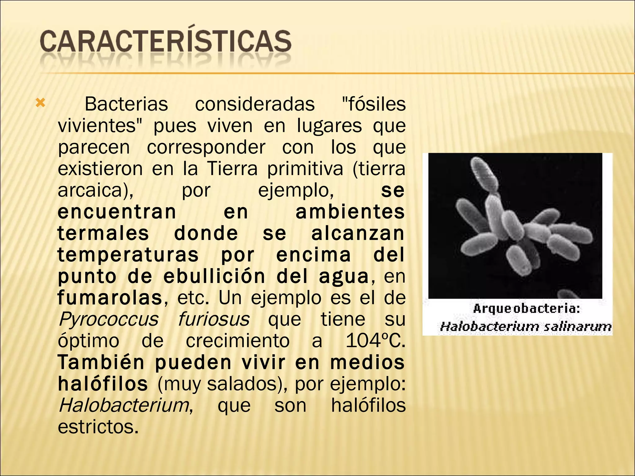 Reino archeobacteria | PPT | Descarga Gratuita