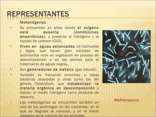 Reino archeobacteria | PPT