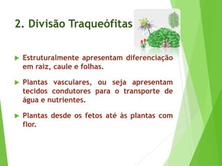 Reino das Plantas | PPTX