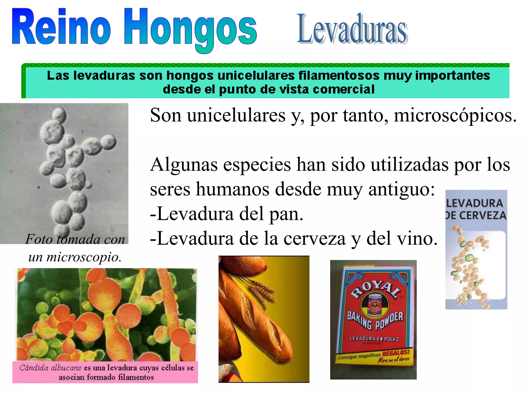 Reino de los hongos | PPT