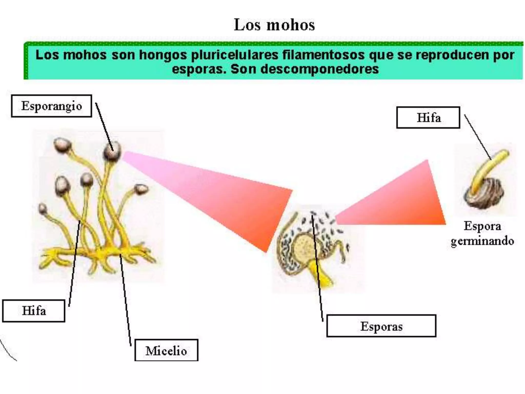 Reino de los hongos | PPT