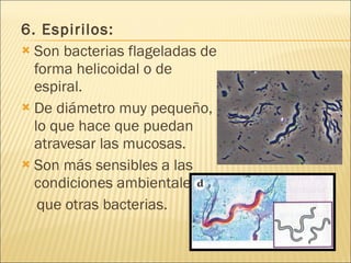 Reino eubacterias | PPT