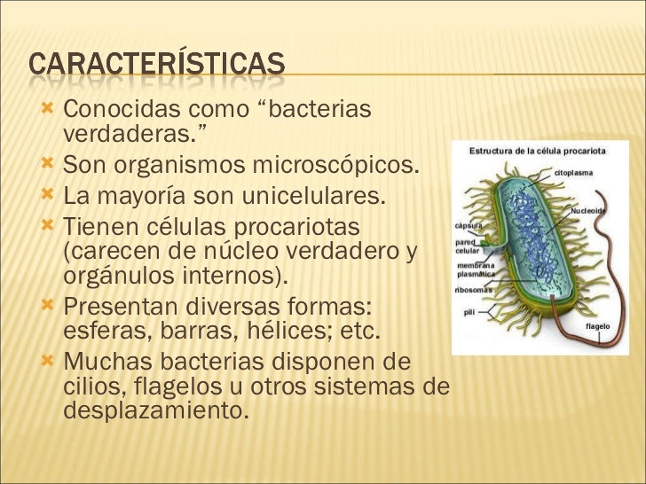 Exemplos De Organismos De Eubacterias Do Reino