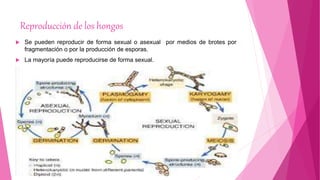 Reino fungy | PPTX