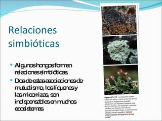 Reino Fungi | PPT