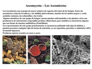 Reino Fungi | PPT