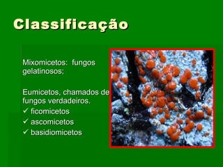Reino fungi | PPS
